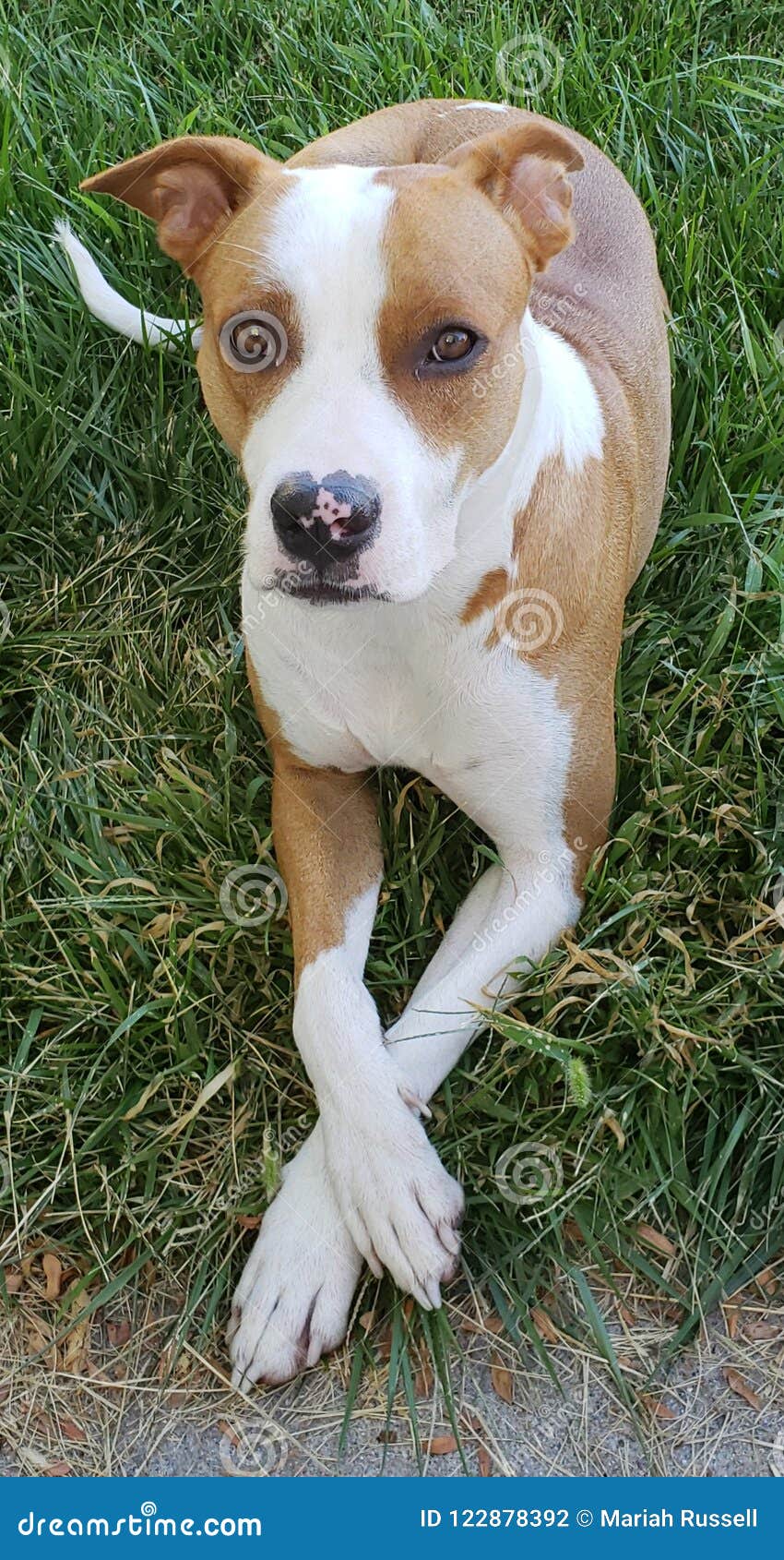 Perro modelo foto de archivo. Imagen de modelo, mascota - 122878392