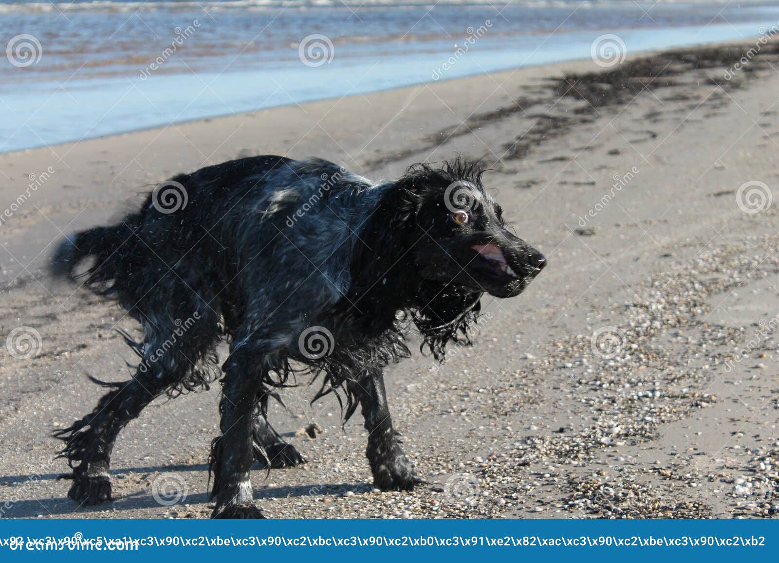 Perro mojado foto de archivo. Imagen de realmente, perezoso - 170101460