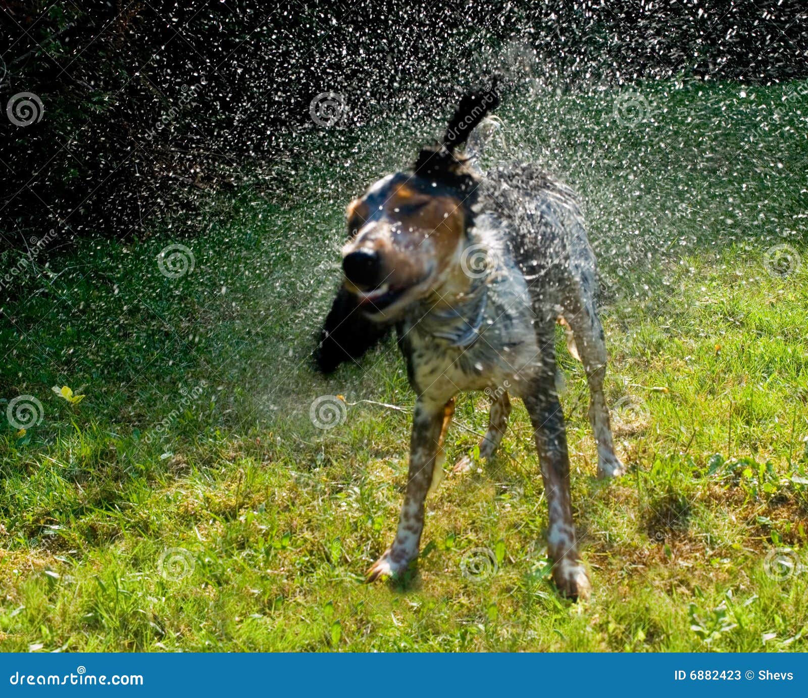 Perro Mojado Que Sacude El Itsself Seco Imagen de archivo - Imagen de ...