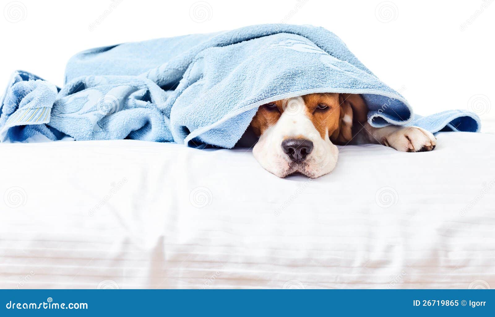 Perro mucho enfermo imagen de archivo. Imagen de paciente - 26719865