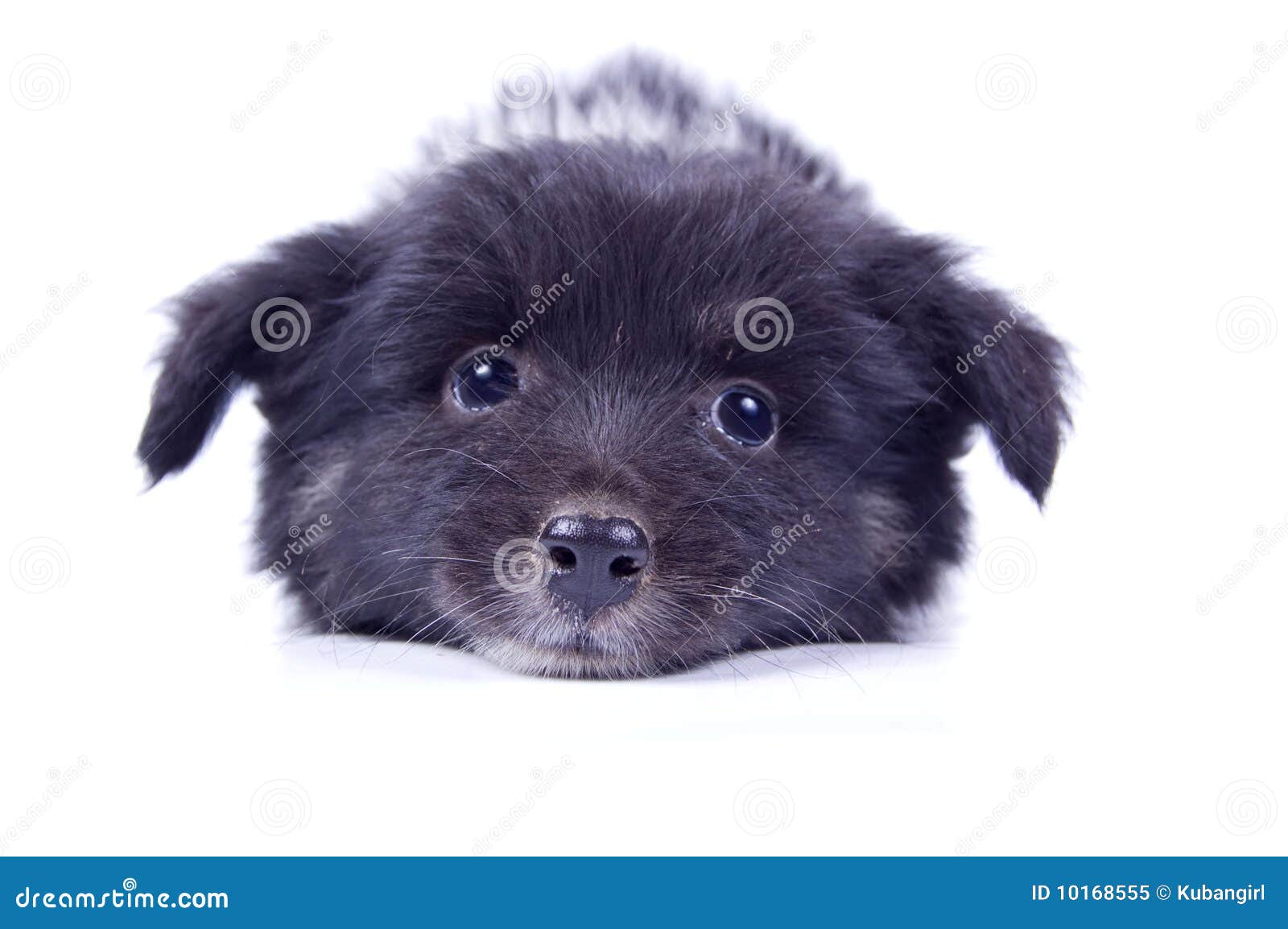 Perro muy bueno imagen de archivo. Imagen de canino, dachshund - 10168555