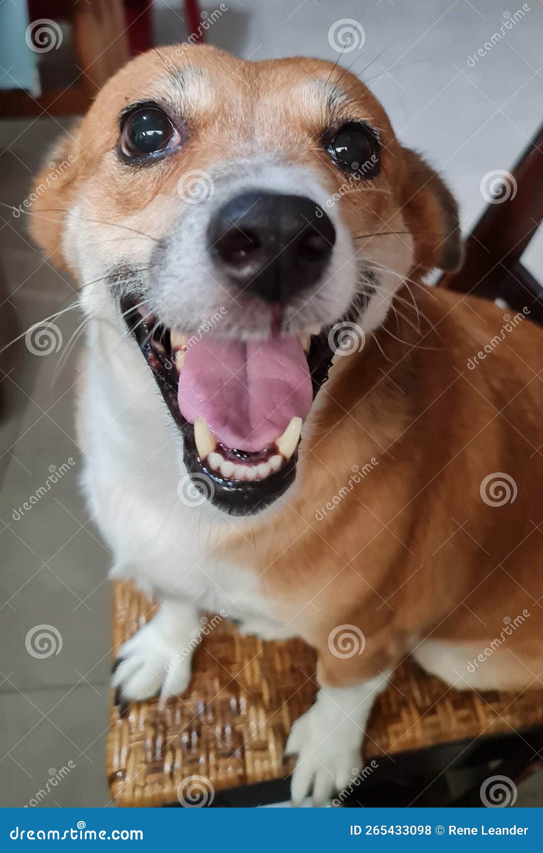 Perro muy feliz foto de archivo. Imagen de perros, perro - 265433098