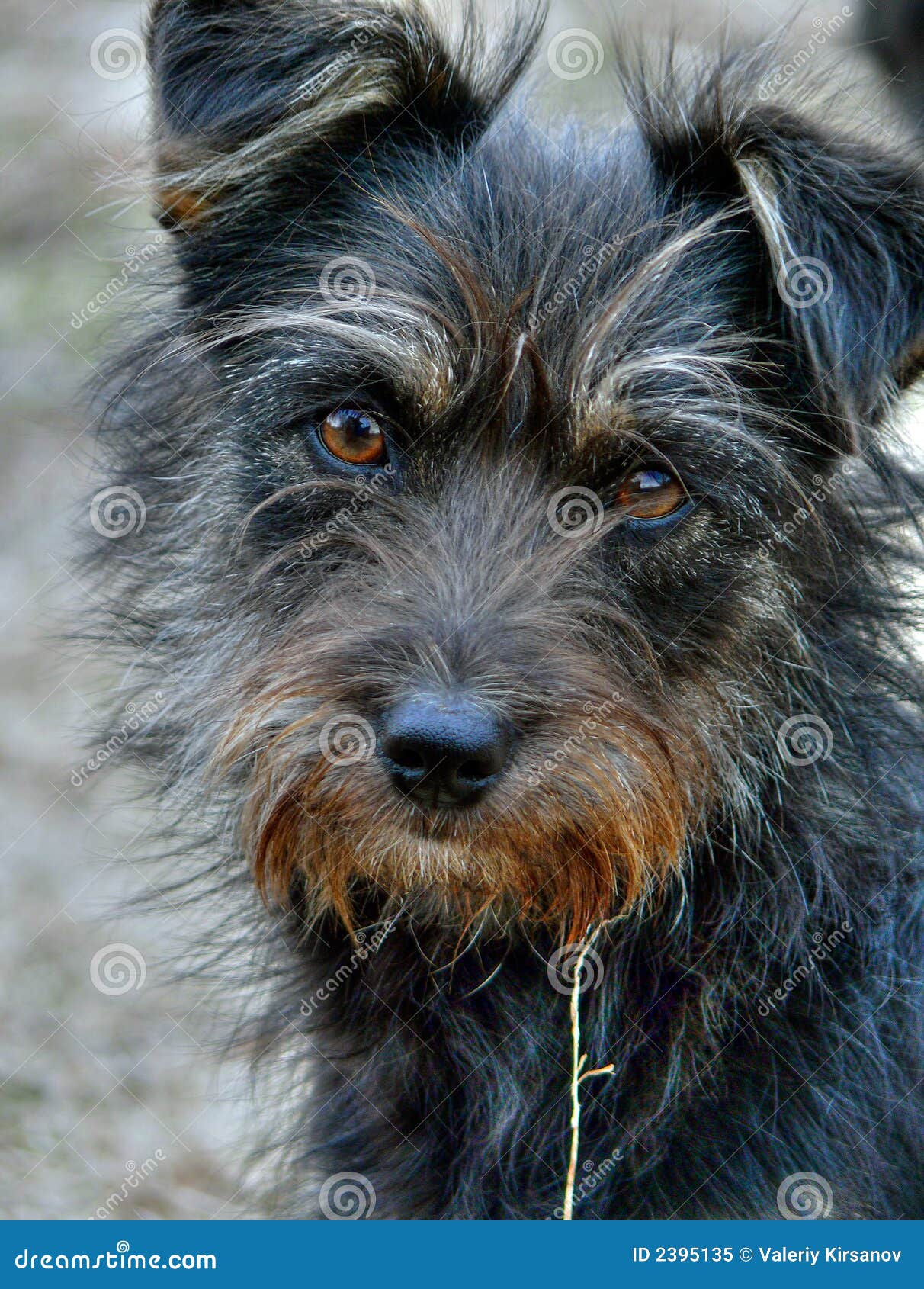 Perro muy lanudo 9 imagen de archivo. Imagen de pila, ojos - 2395135