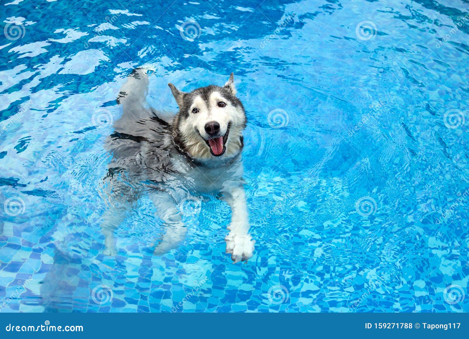 Perro nadador foto de archivo. Imagen de lindo, negro - 159271788