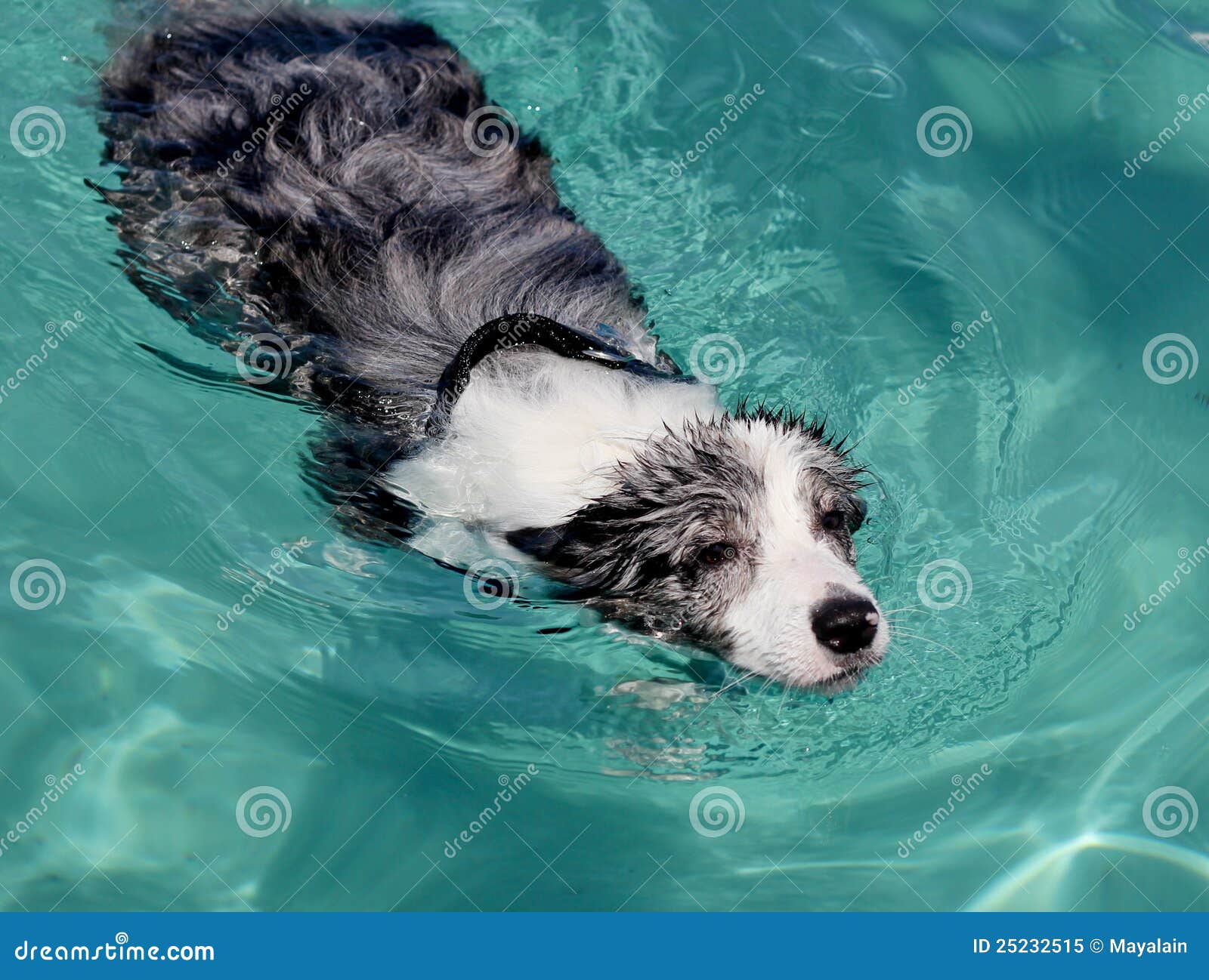 Perro nadador imagen de archivo. Imagen de nadada, animal - 25232515