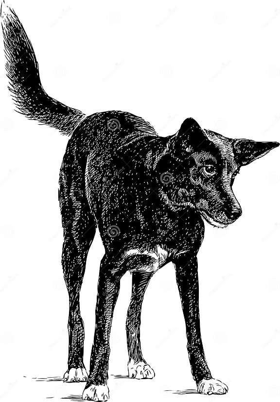 Perro negro ilustración del vector. Ilustración de cola - 71010951