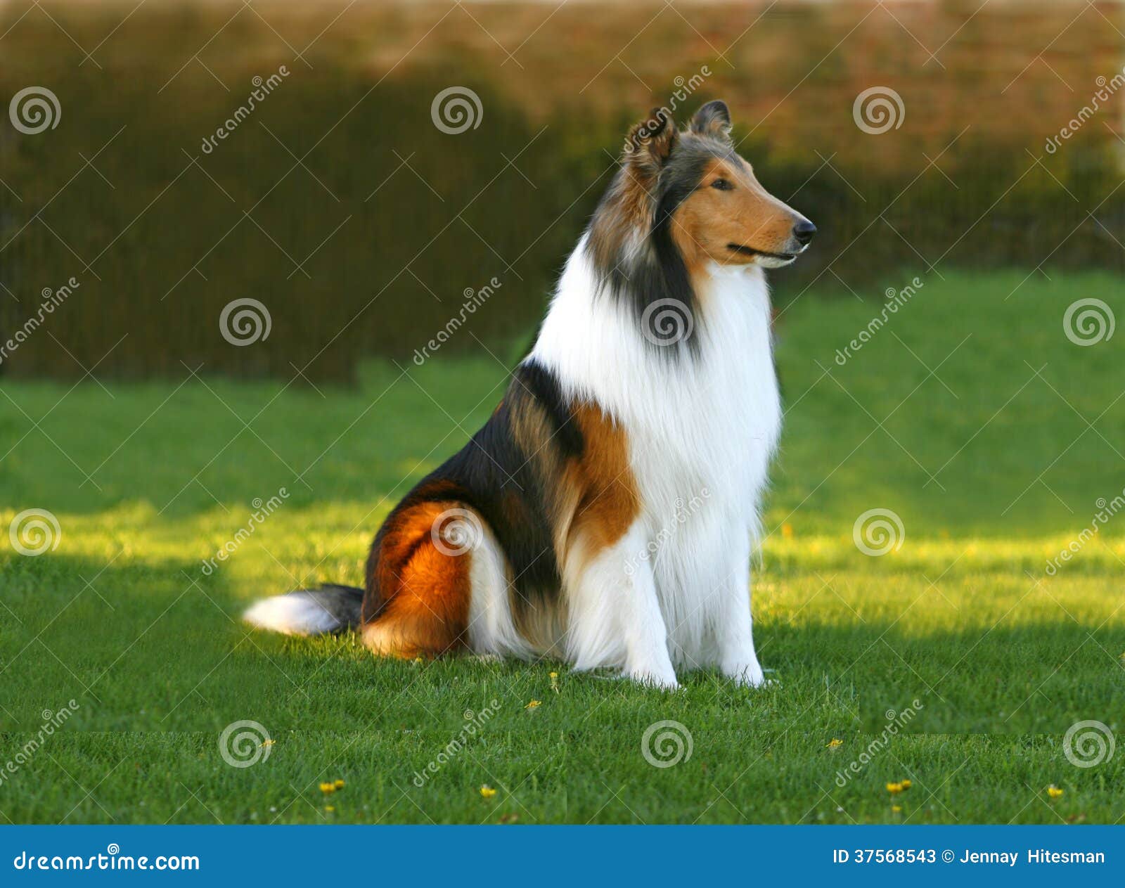 Perro negro, blanco y rojo imagen de archivo. Imagen de lealtad - 37568543