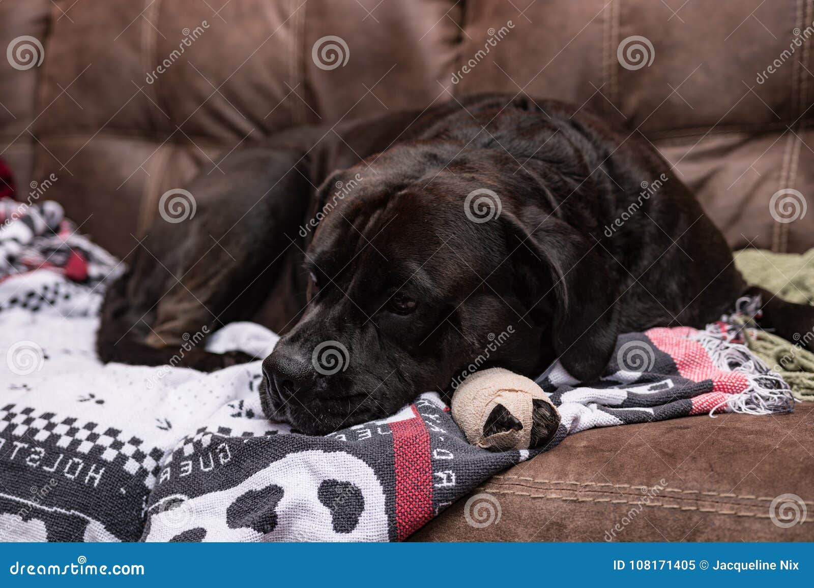 Perro vendado fotos de Stock - Registrate Gratis