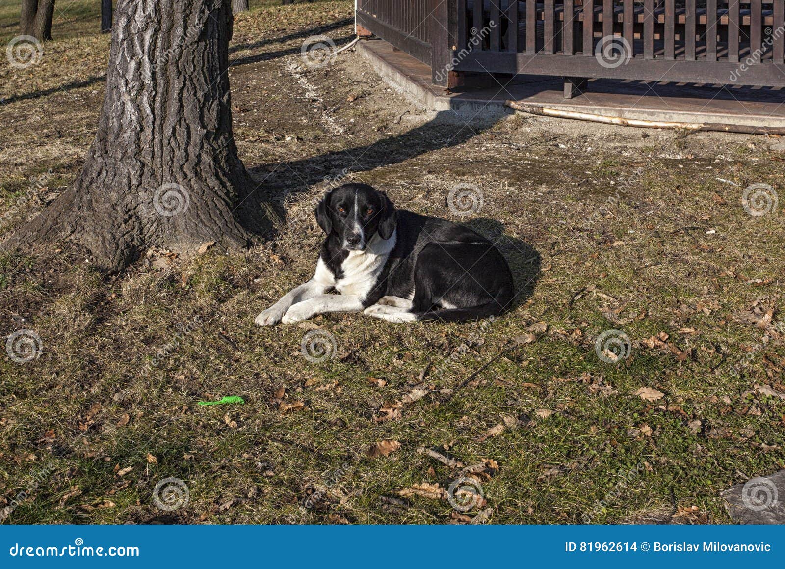 Perro Negro Con Las Rayas Blancas Foto de archivo - Imagen de exterior ...