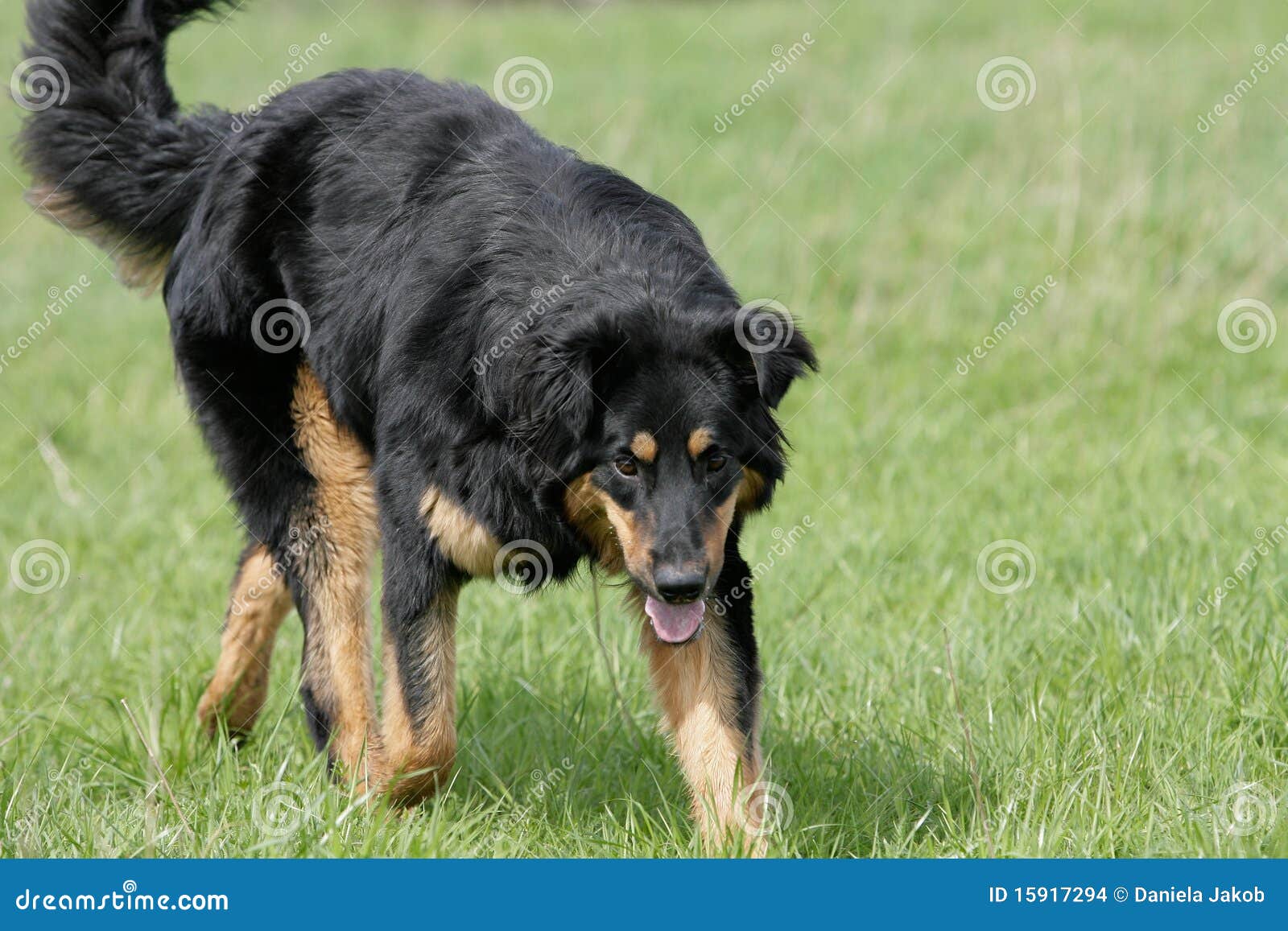 Perro Negro Corriente Del Hovawart Foto de archivo - Imagen de rizado ...