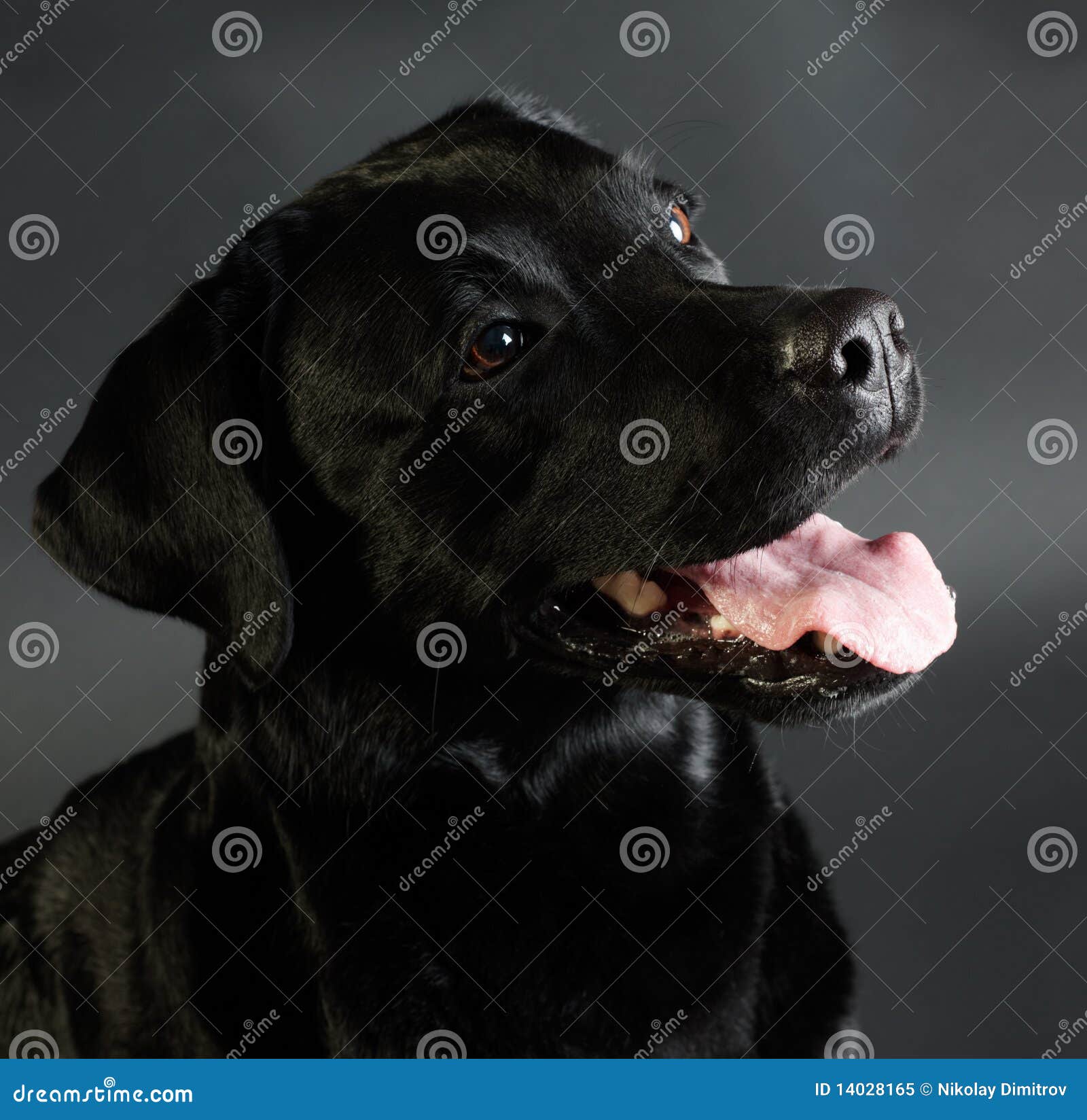 Perro Negro Del Perro Perdiguero Imagen de archivo - Imagen de amigo ...