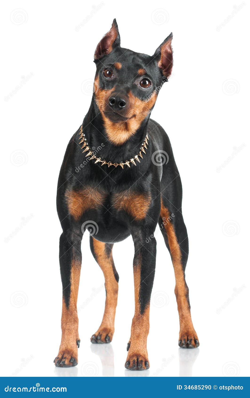 Perro negro del pincher foto de archivo. Imagen de perro - 34685290