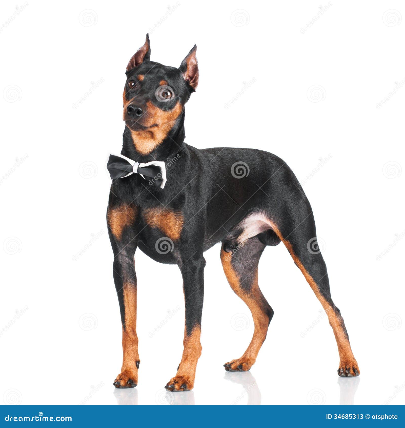 Perro negro del pincher imagen de archivo. Imagen de obediente - 34685313