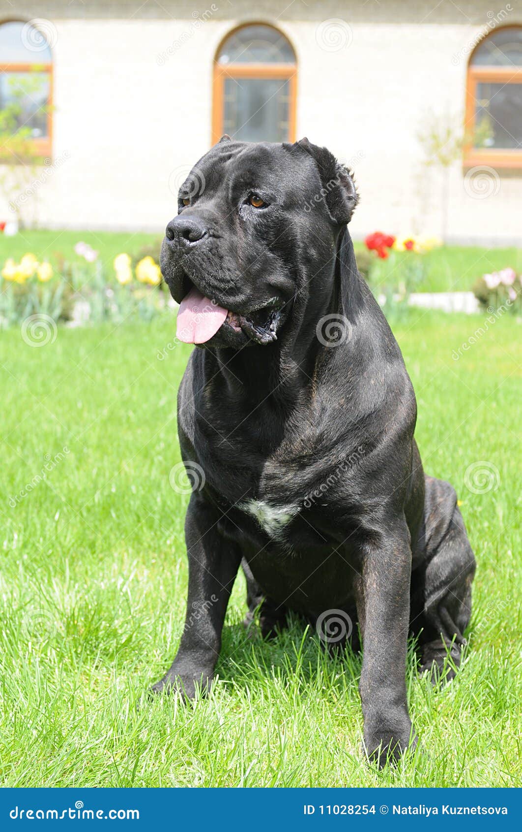 Perro Negro Grande Que Se Sienta En La Hierba Foto de archivo - Imagen ...