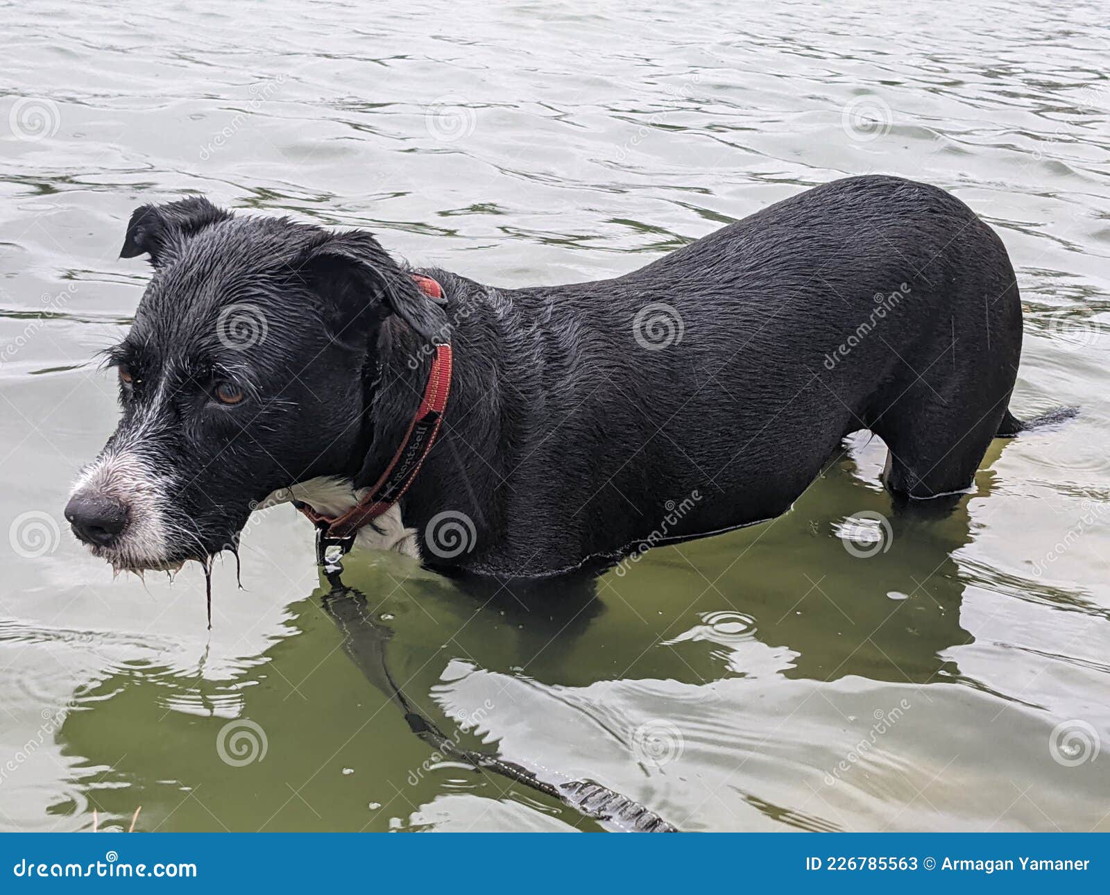 Perro Negro Parado En Aguas Poco Profundas Imagen de archivo - Imagen ...
