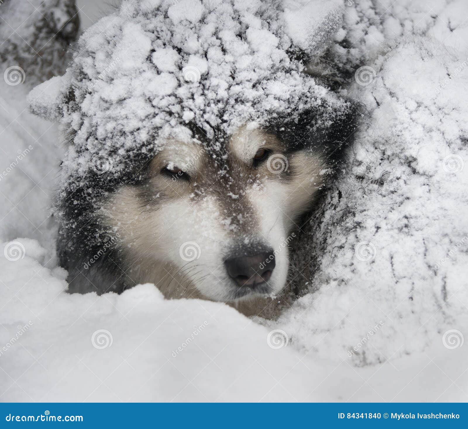 Perro Nevado foto de archivo. Imagen de malamuta, norte - 84341840