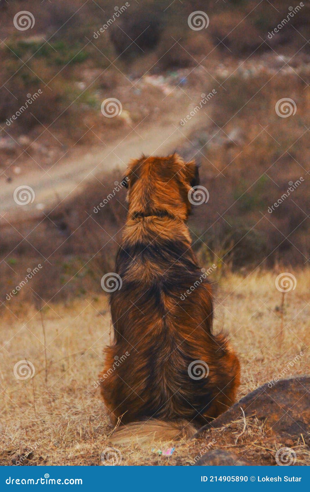 Perro Observando La Naturaleza Foto de archivo - Imagen de cubo, perros ...