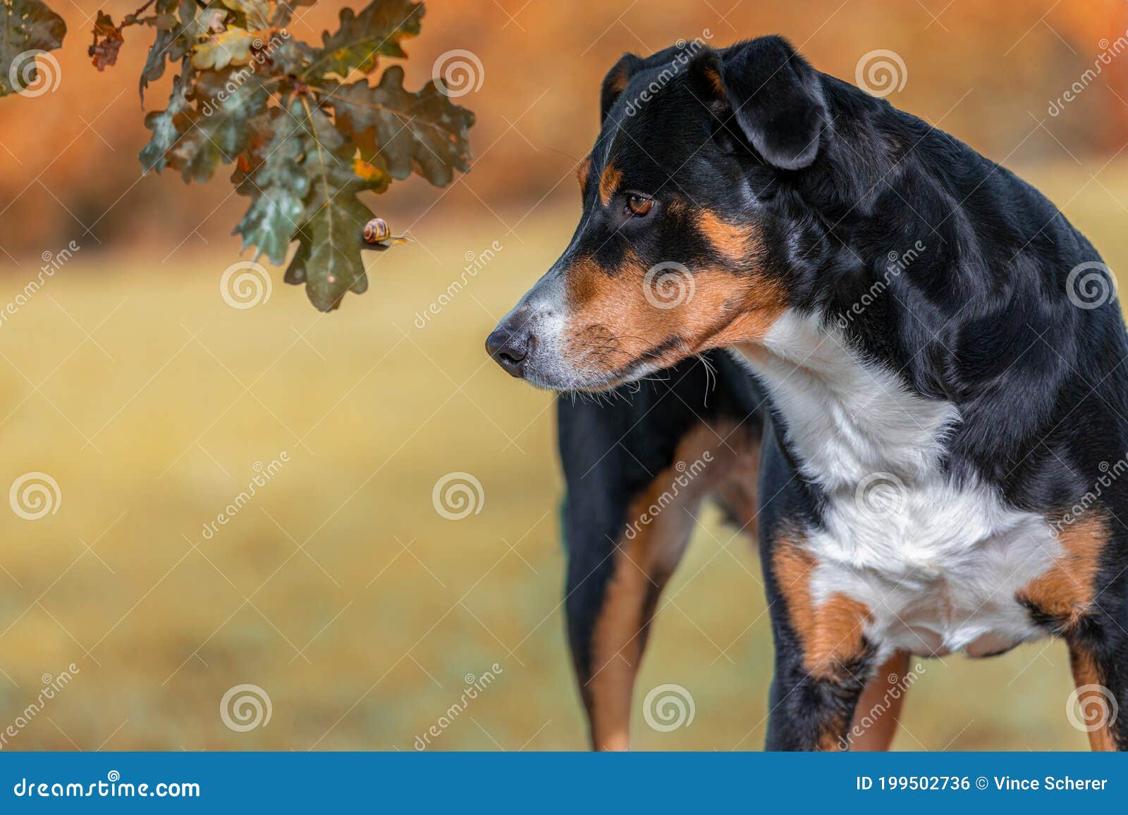 Perro Observando Un Caracol, Appenzeller Sennenhund Foto de archivo ...