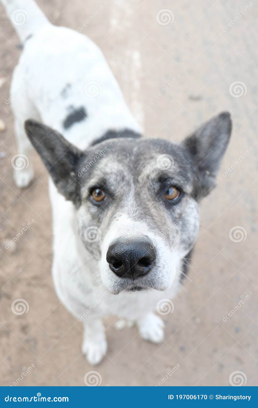 Perro parado y mirando foto de archivo. Imagen de mascota - 197006170