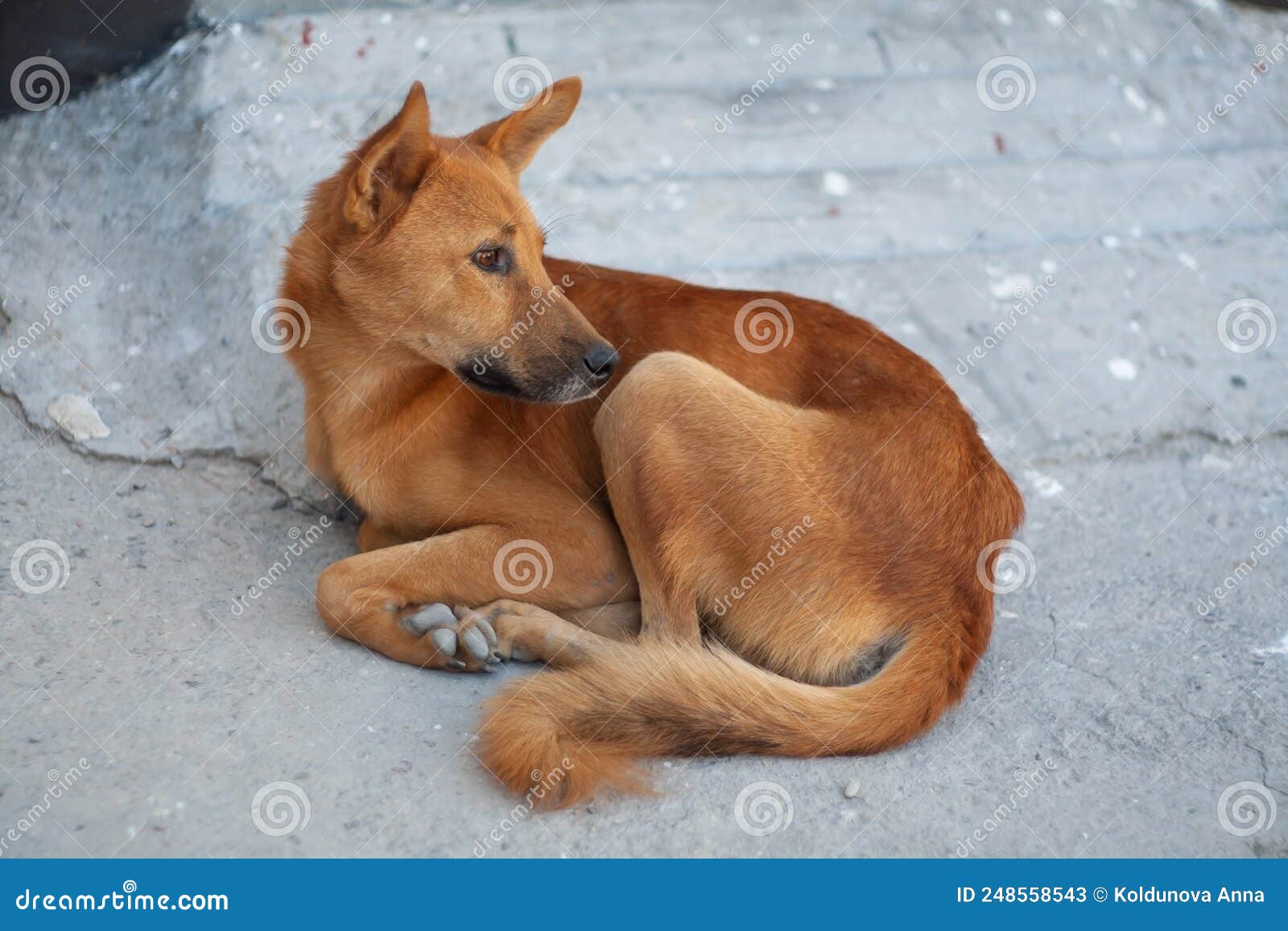 Perro Pardo Callejero Indio En Rishikesh India Imagen de archivo ...