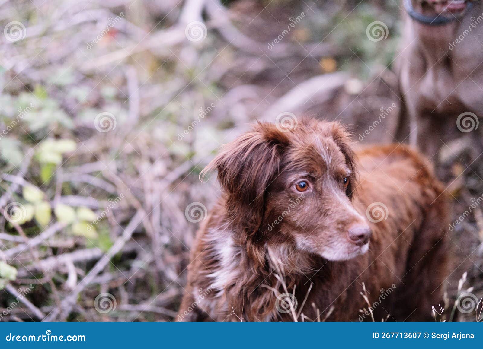 Perro Pardo De La Raza Munsterlander Mirando a Su Izquierda Imagen de ...