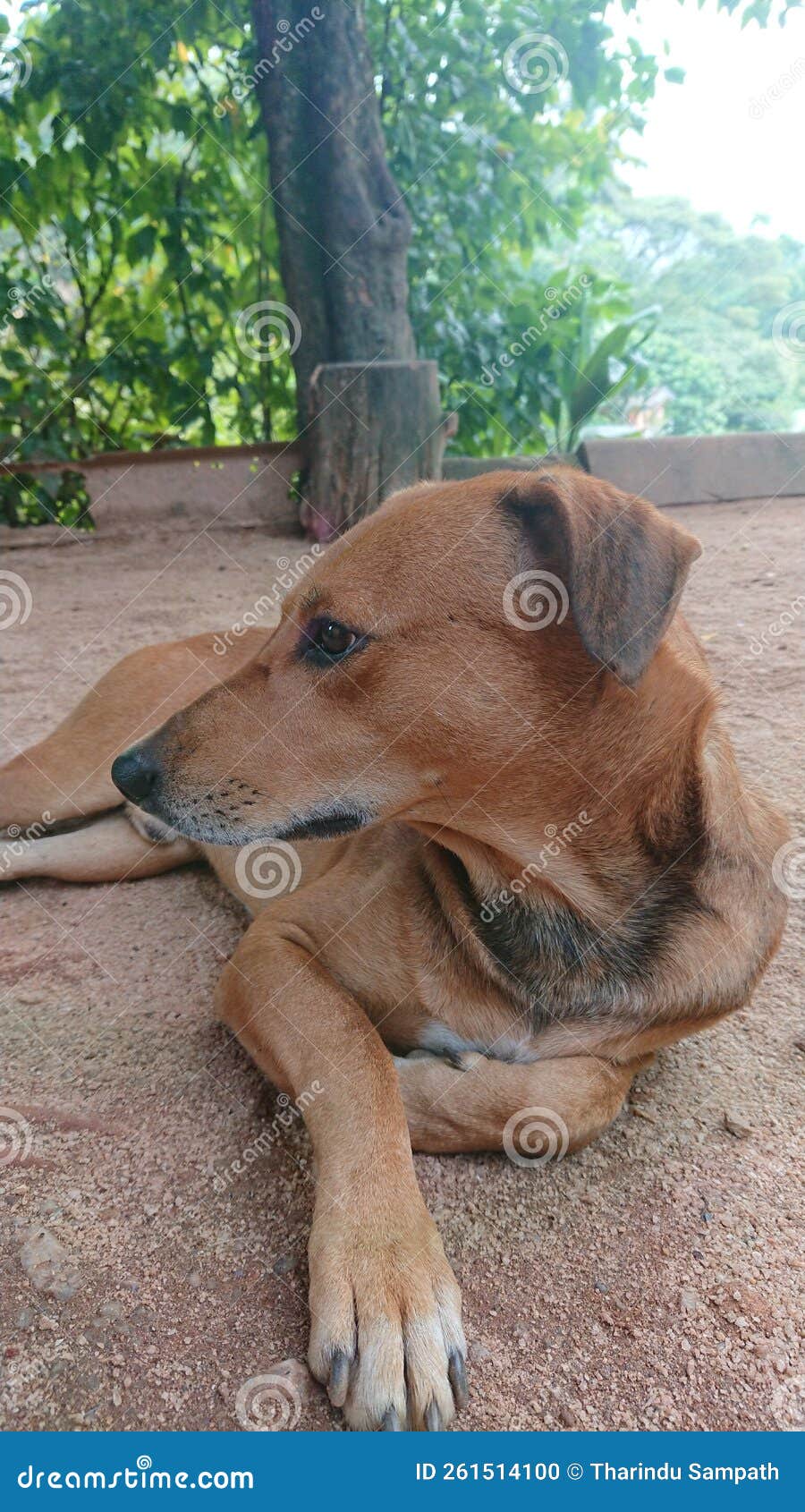 Perro pardo en sri lanka foto de archivo. Imagen de perro - 261514100