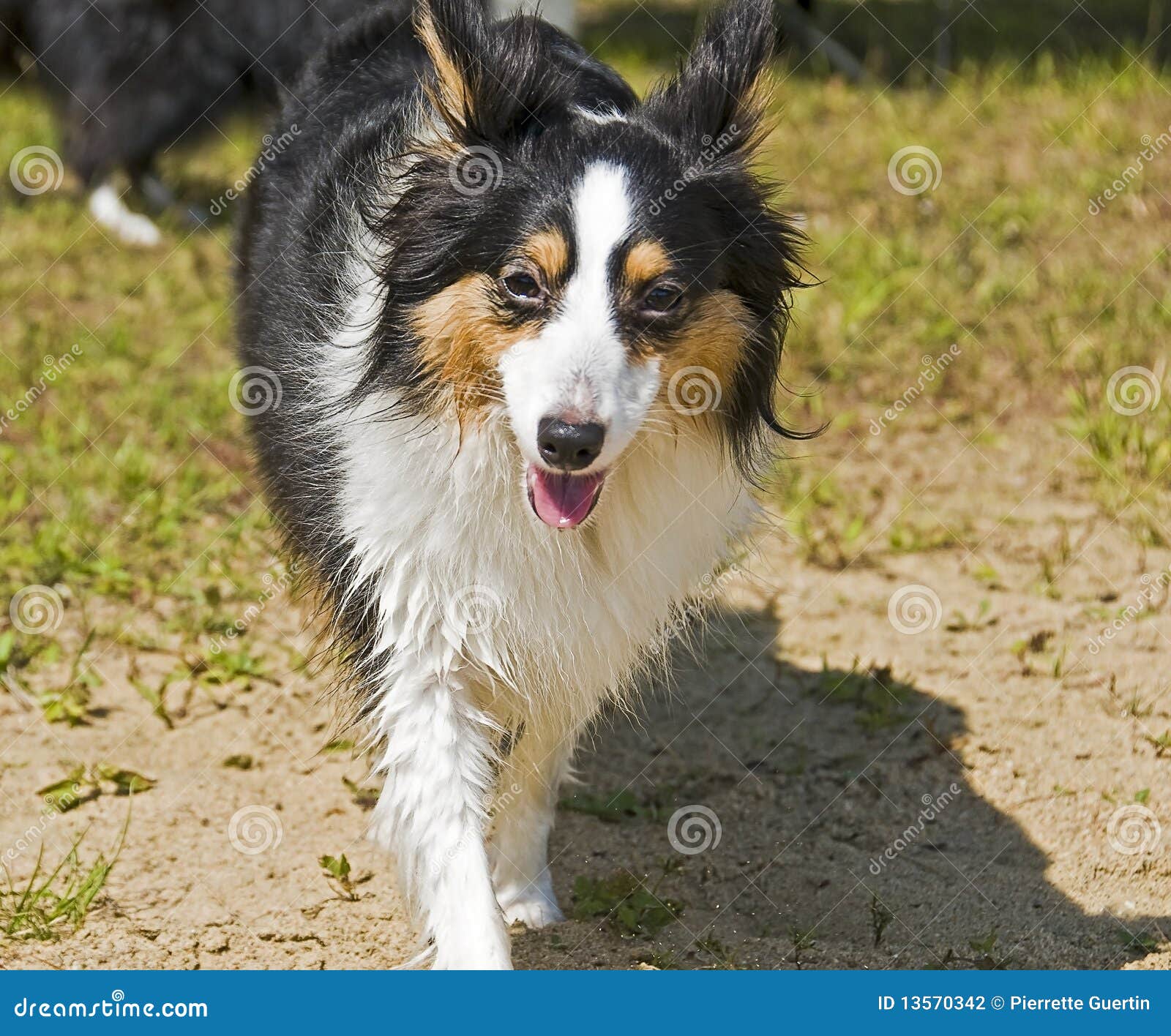 Perro pastor corriente foto de archivo. Imagen de frente - 13570342