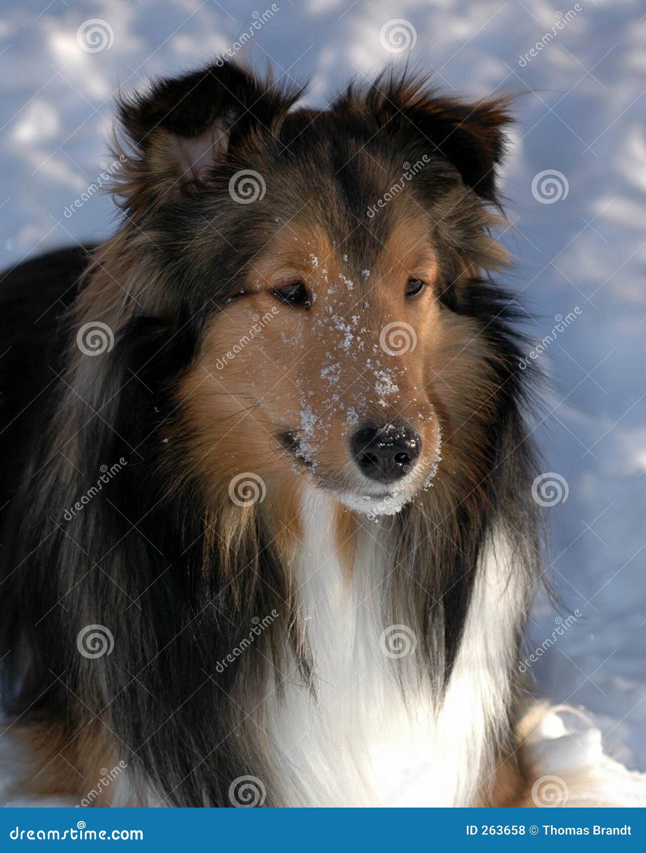 Perro Pastor De Shetland En Invierno Foto de archivo - Imagen de afuera ...