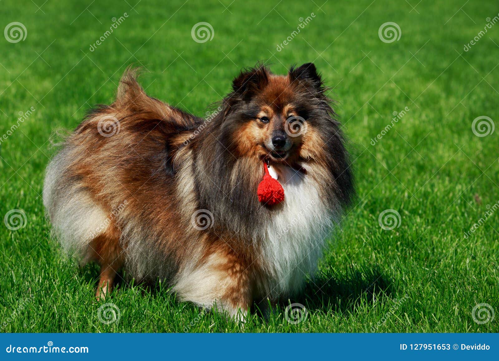 Perro Pastor De Shetland De La Raza Del Perro Sheltie Imagen de archivo ...