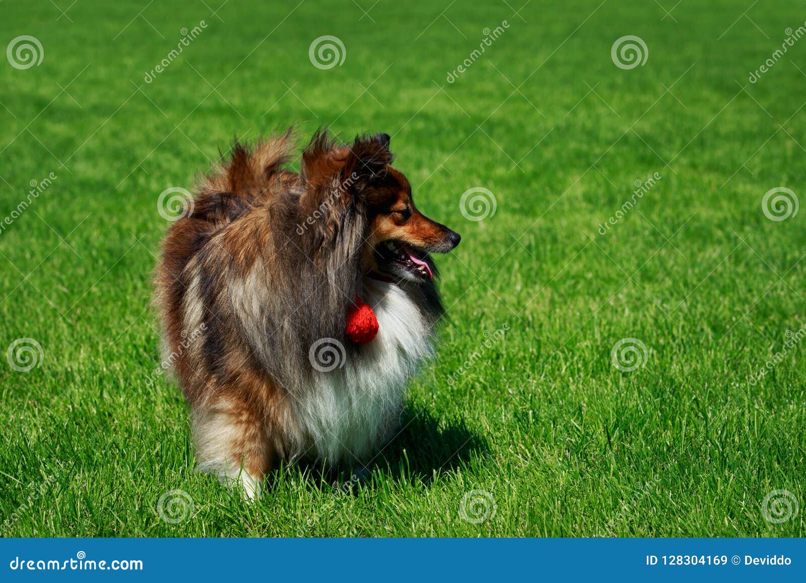Perro Pastor De Shetland De La Raza Del Perro Sheltie Imagen de archivo ...