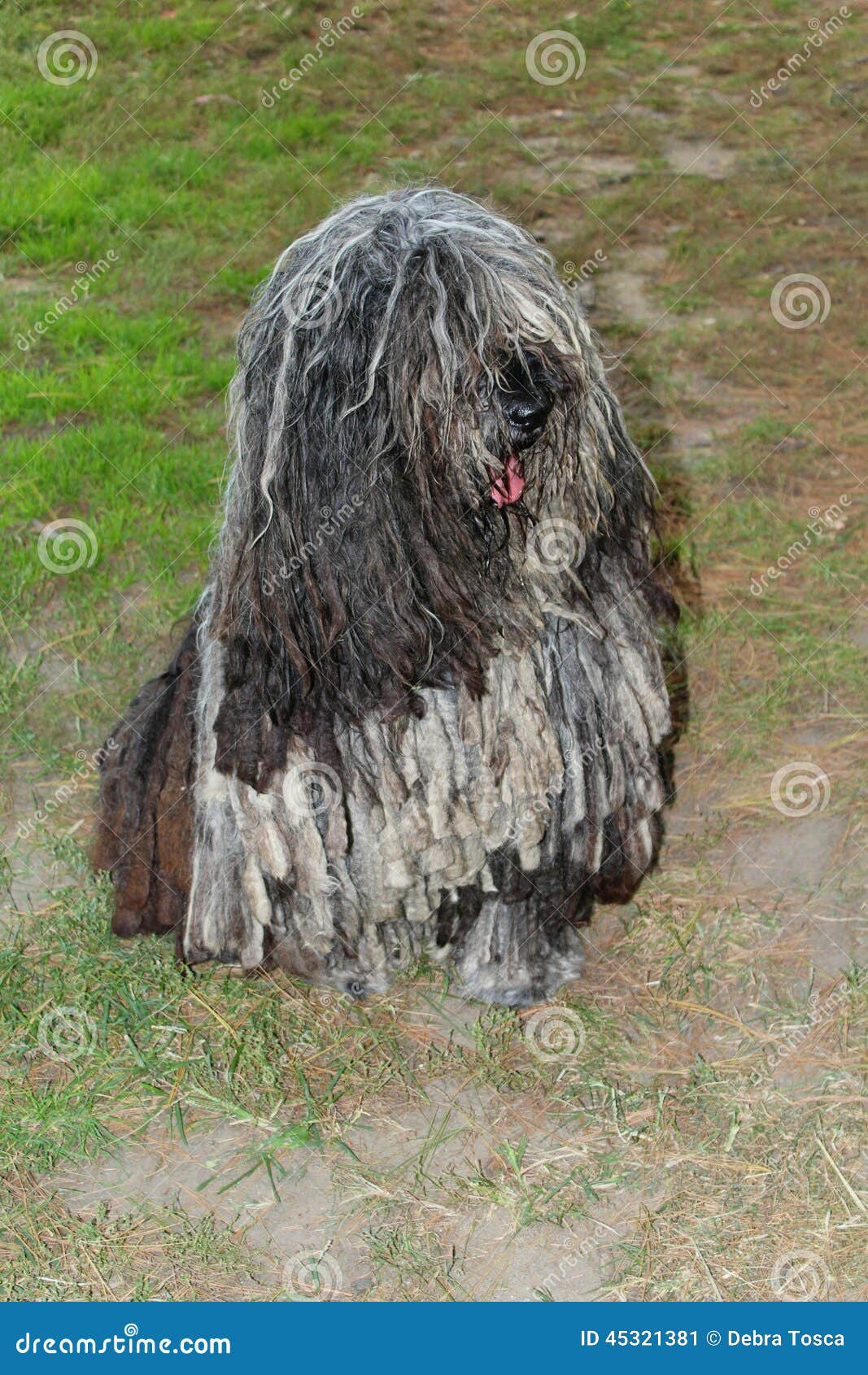Perro Pastor Del Italiano Del Perro Imagen de archivo - Imagen de ...