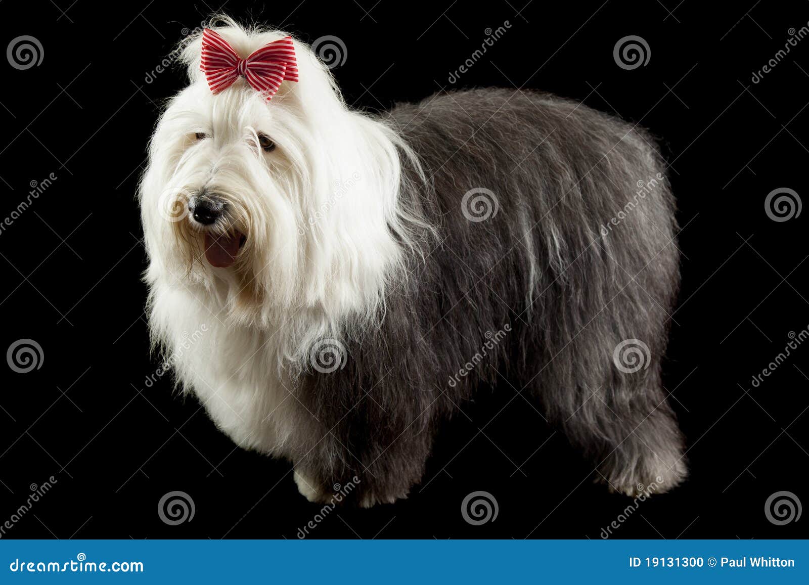 Perro Pastor Inglés Viejo Foto de archivo - Imagen: 19131300