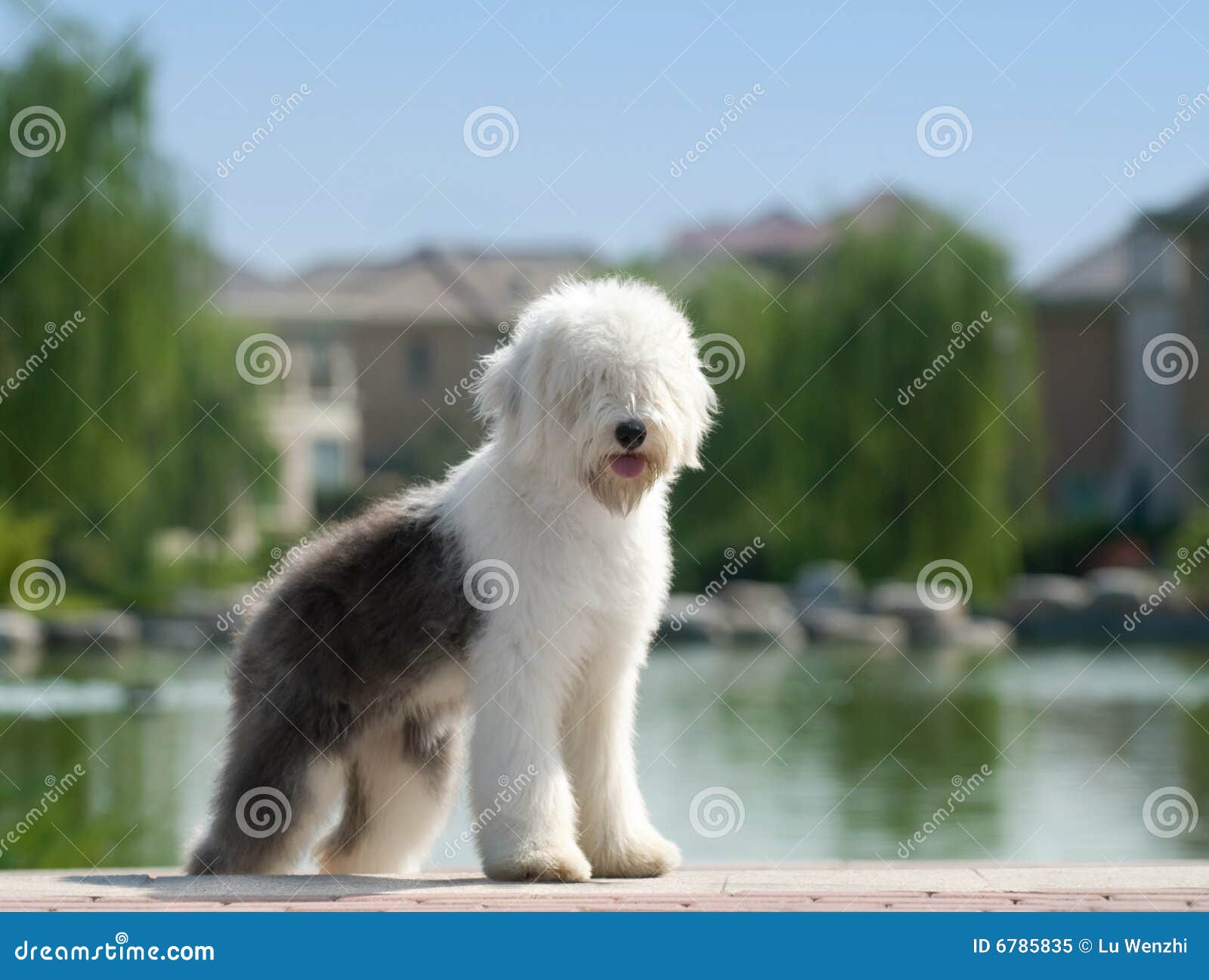 Perro pastor inglés viejo imagen de archivo. Imagen de pastor - 6785835