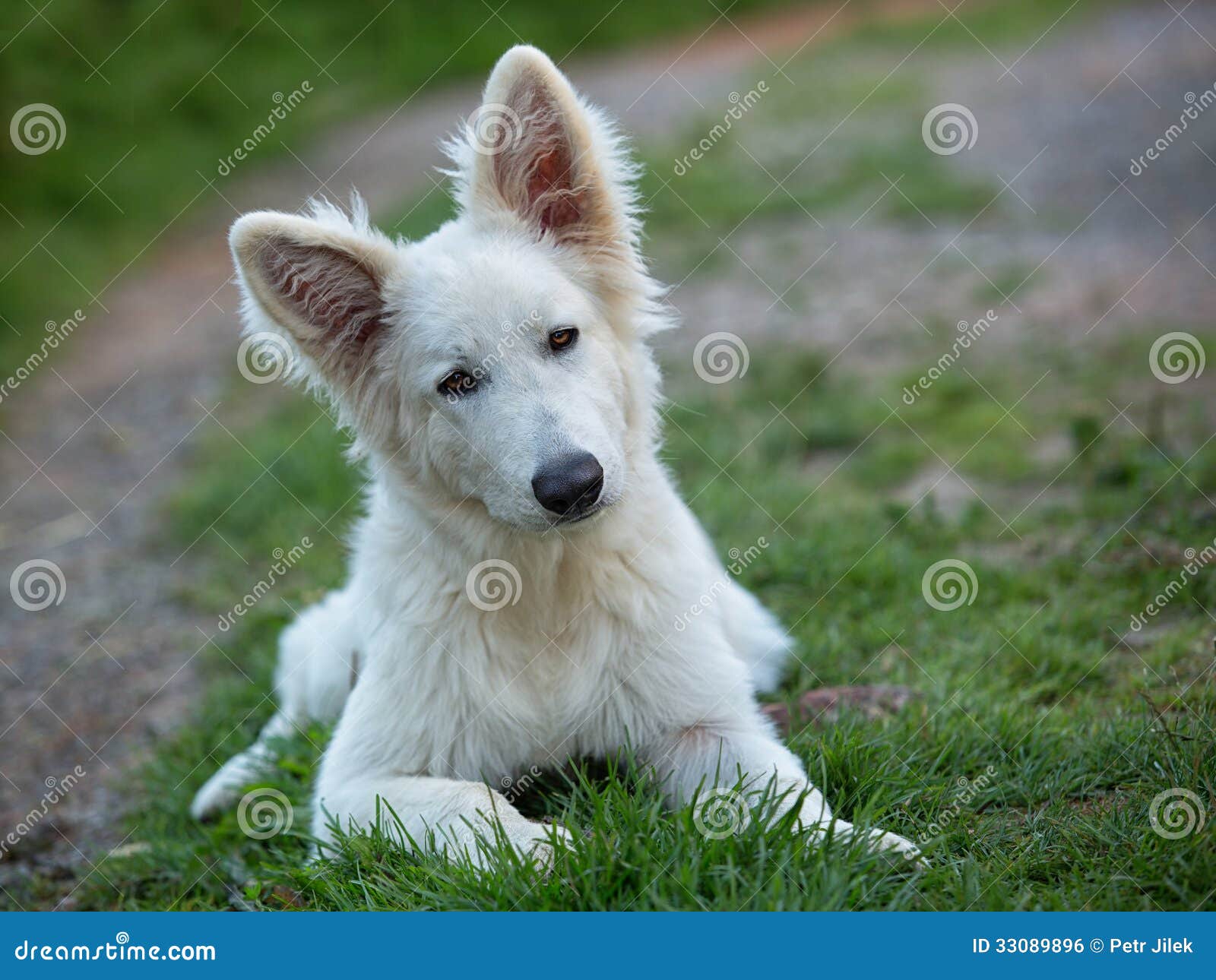 Perro pastor suizo blanco foto de archivo. Imagen de afuera - 33089896