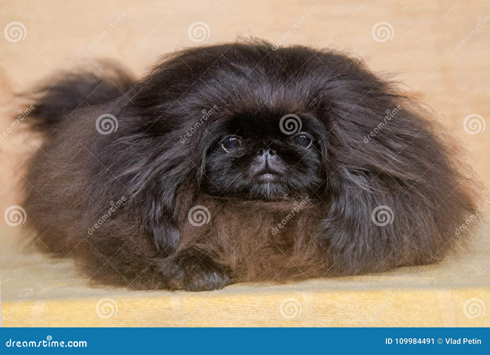 Perro Pekingese Del Perrito Lindo Imagen de archivo - Imagen de ...