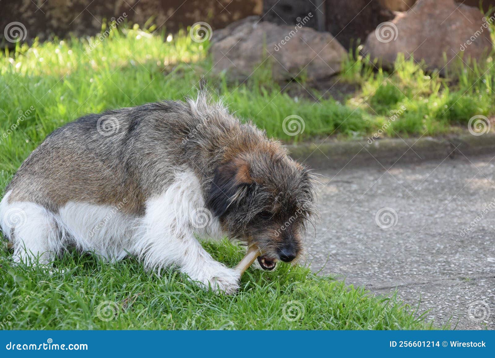 Perro Peludo Comiendo Un Hueso Foto de archivo - Imagen de admirable ...