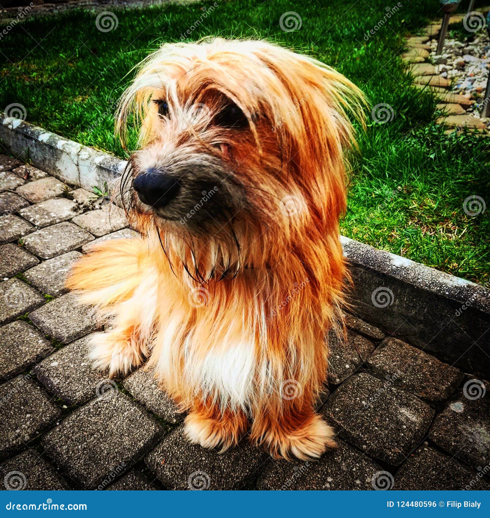 Perro Pepsi foto de archivo. Imagen de pepsi, nantucket - 124480596