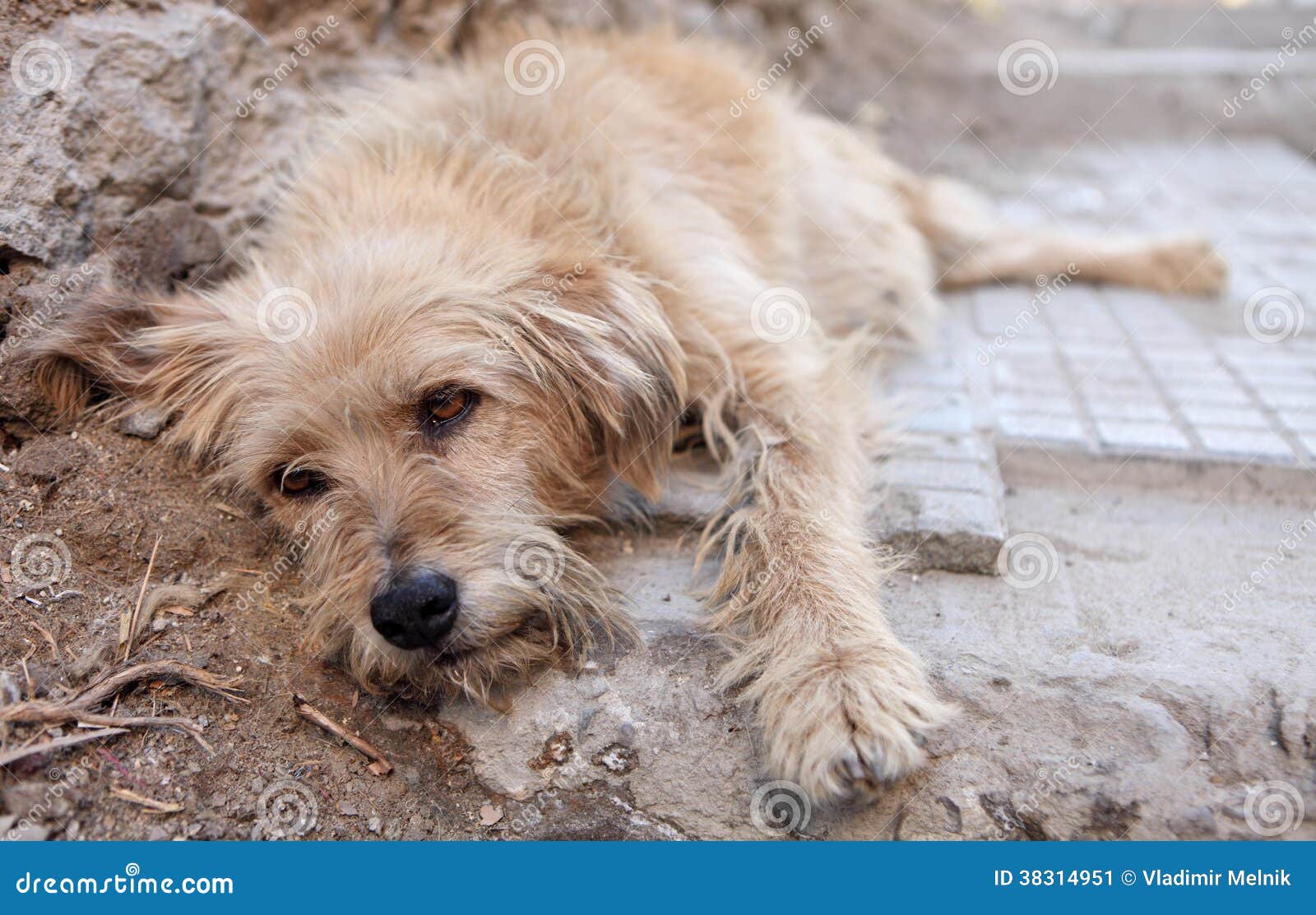 Perro perdido imagen de archivo. Imagen de ojos, lindo - 38314951