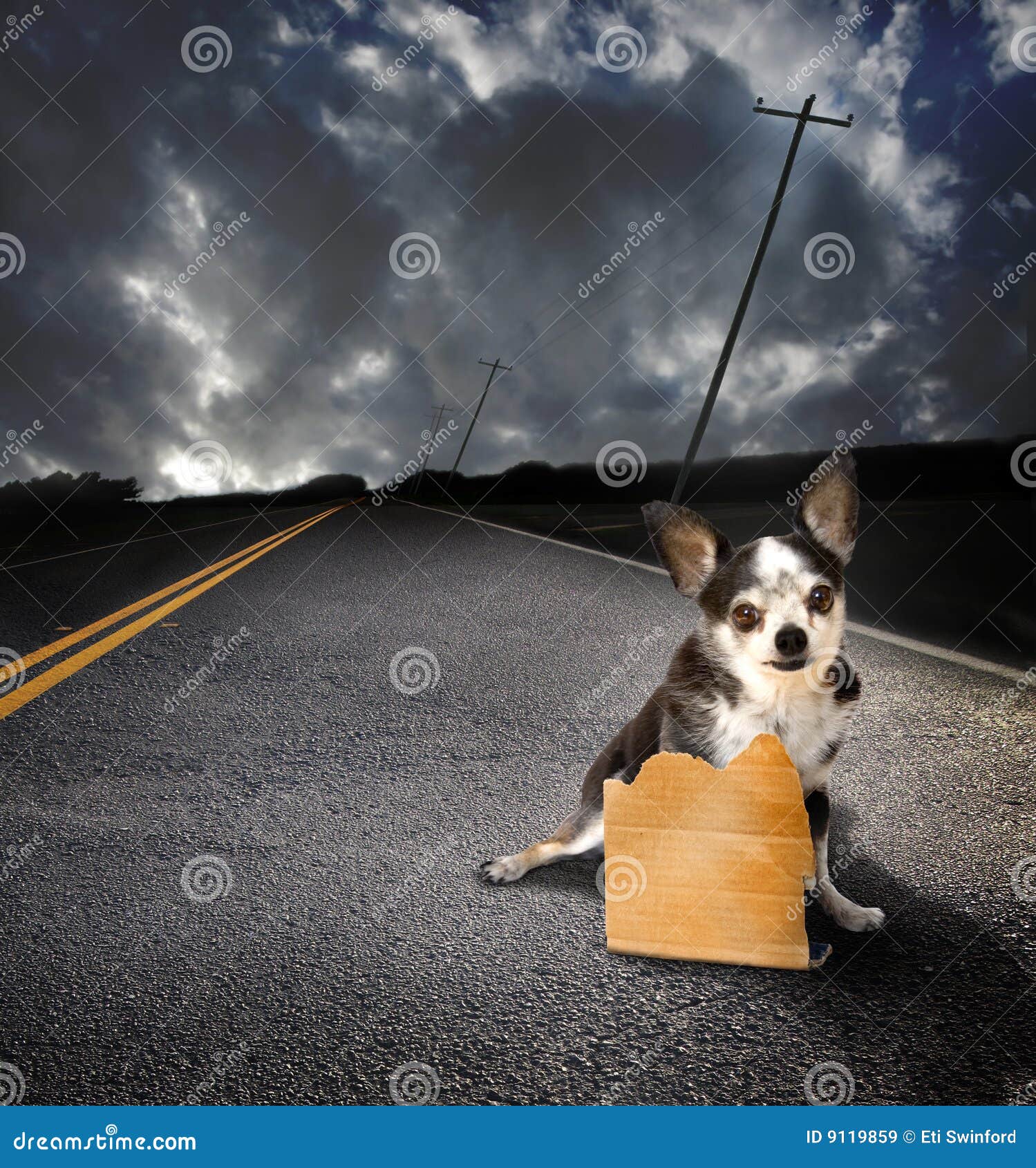 Perro perdido imagen de archivo. Imagen de lindo, desesperado - 9119859