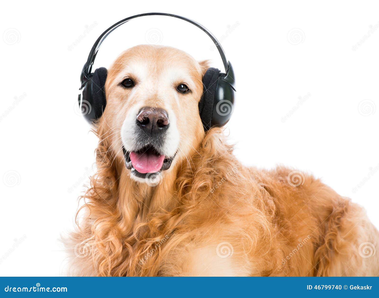 Perro Perdiguero Con Los Auriculares Foto de archivo - Imagen de rojo ...