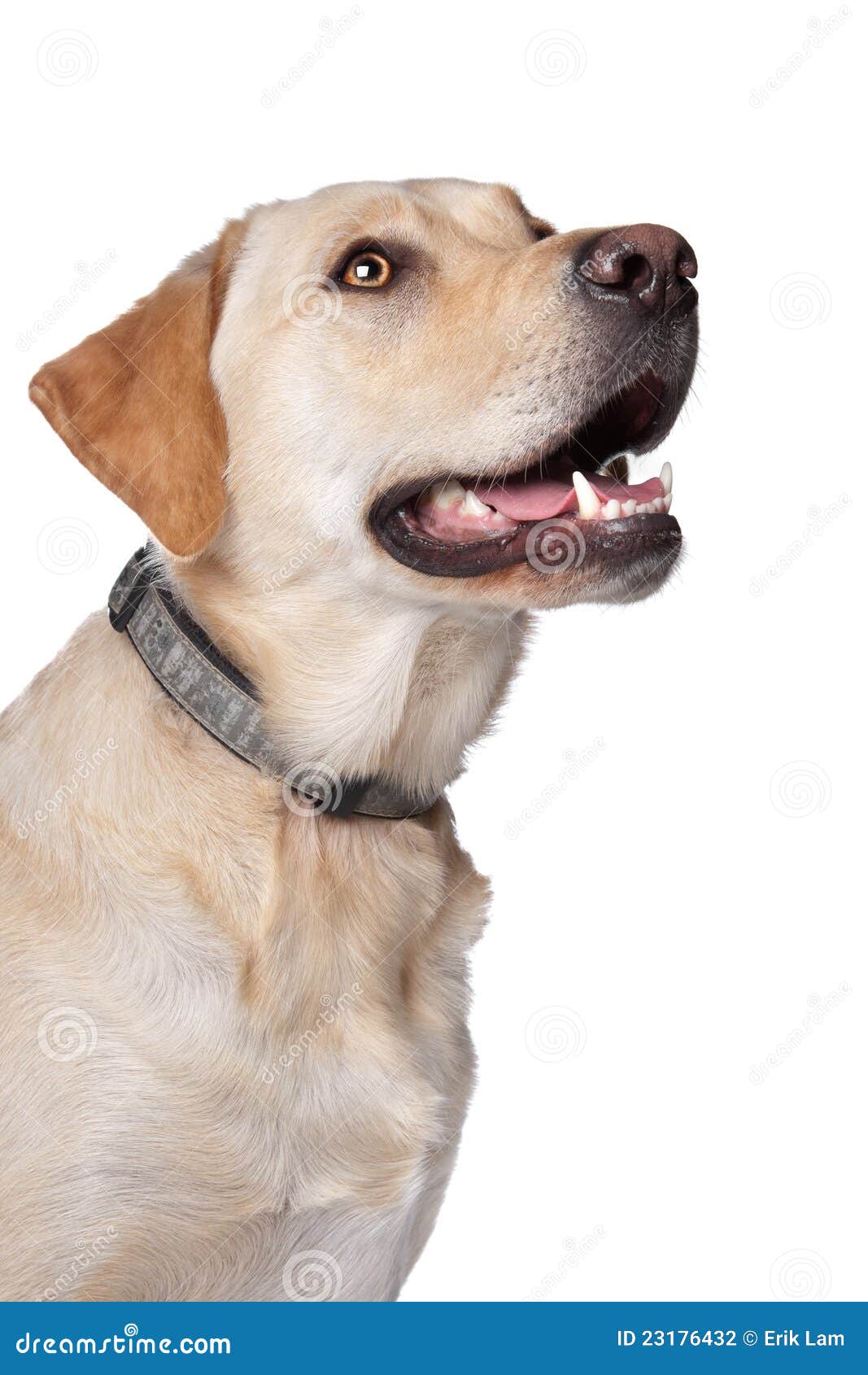 Perro Perdiguero De Labrador Amarillo Foto de archivo - Imagen de ...