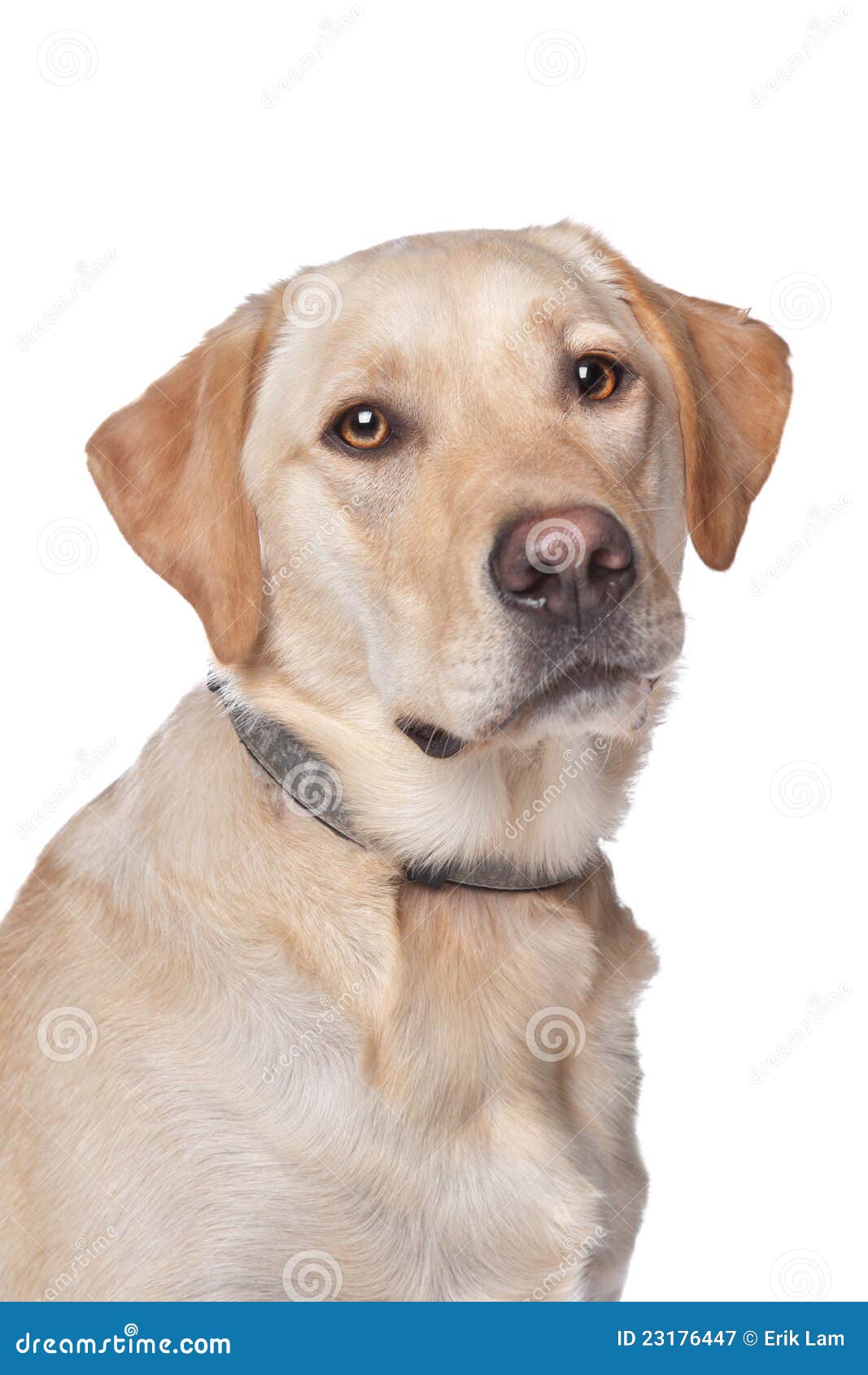 Perro Perdiguero De Labrador Amarillo Imagen de archivo - Imagen de ...