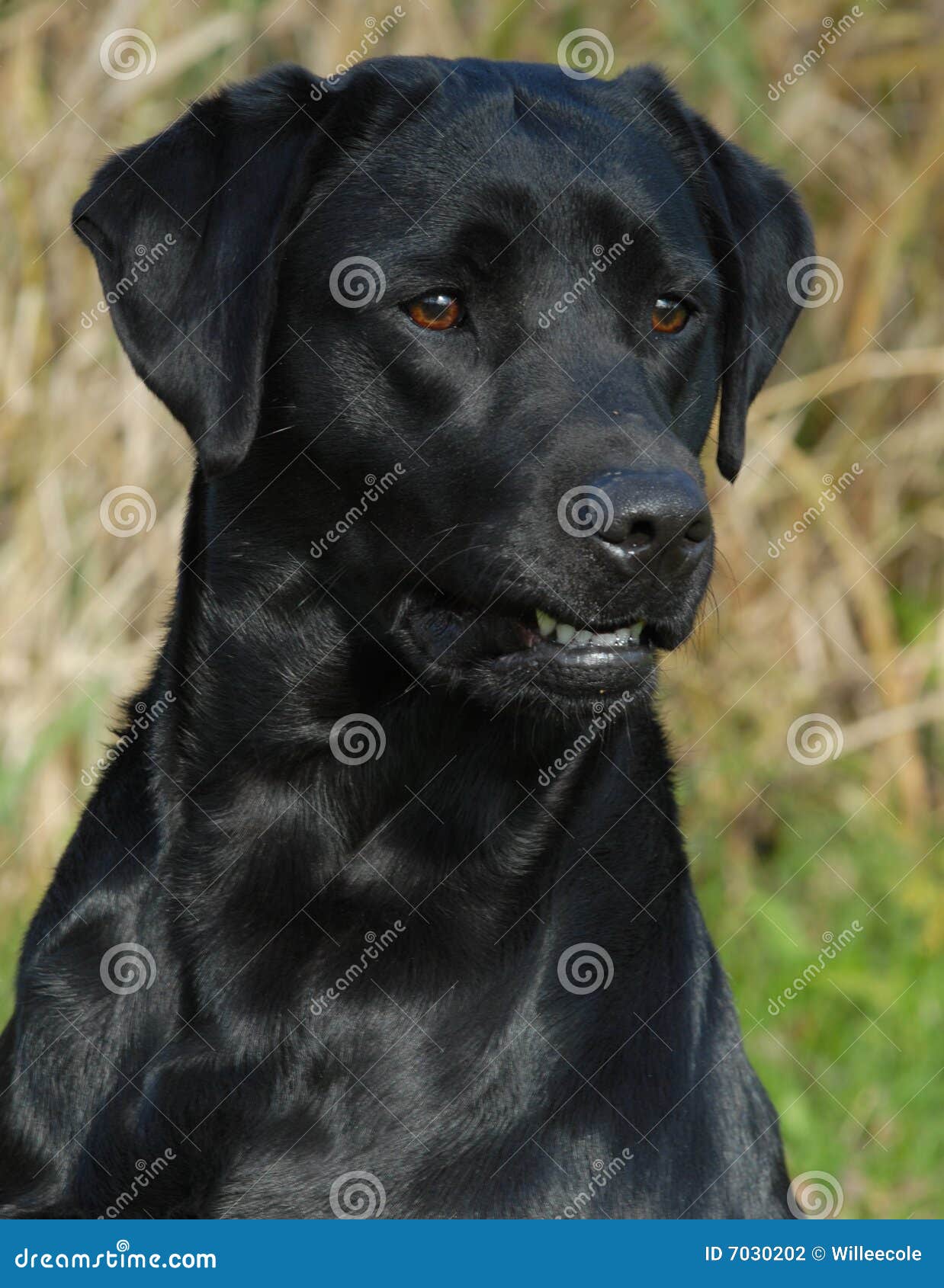 Perro Perdiguero De Labrador Negro Foto de archivo - Imagen de canino ...
