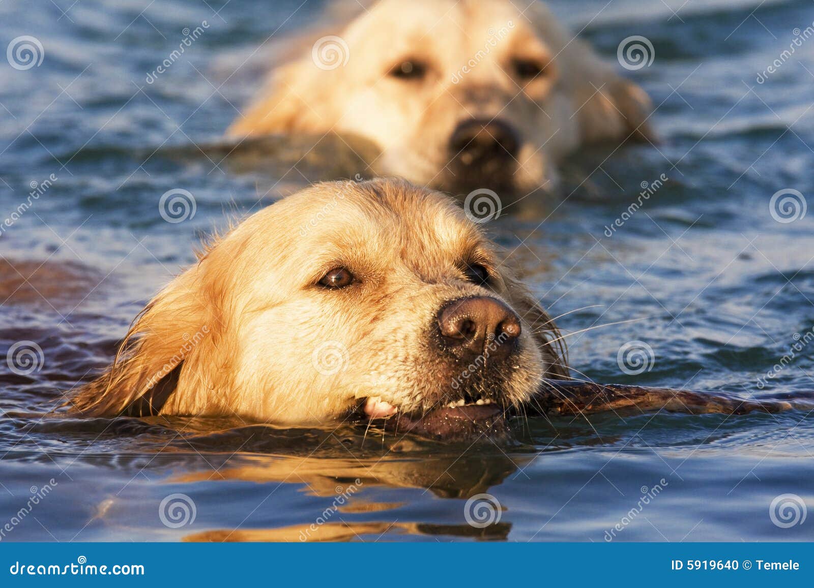 Perro Perdiguero De Oro En El Agua Foto de archivo - Imagen de pelo ...