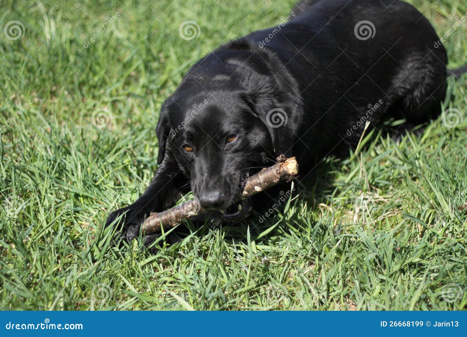 Perro perdiguero de Pawing imagen de archivo. Imagen de pelo - 26668199