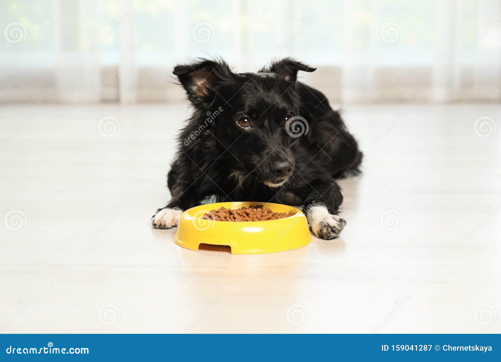 Perro Picado Comiendo De Bol En El Piso Imagen de archivo - Imagen de ...