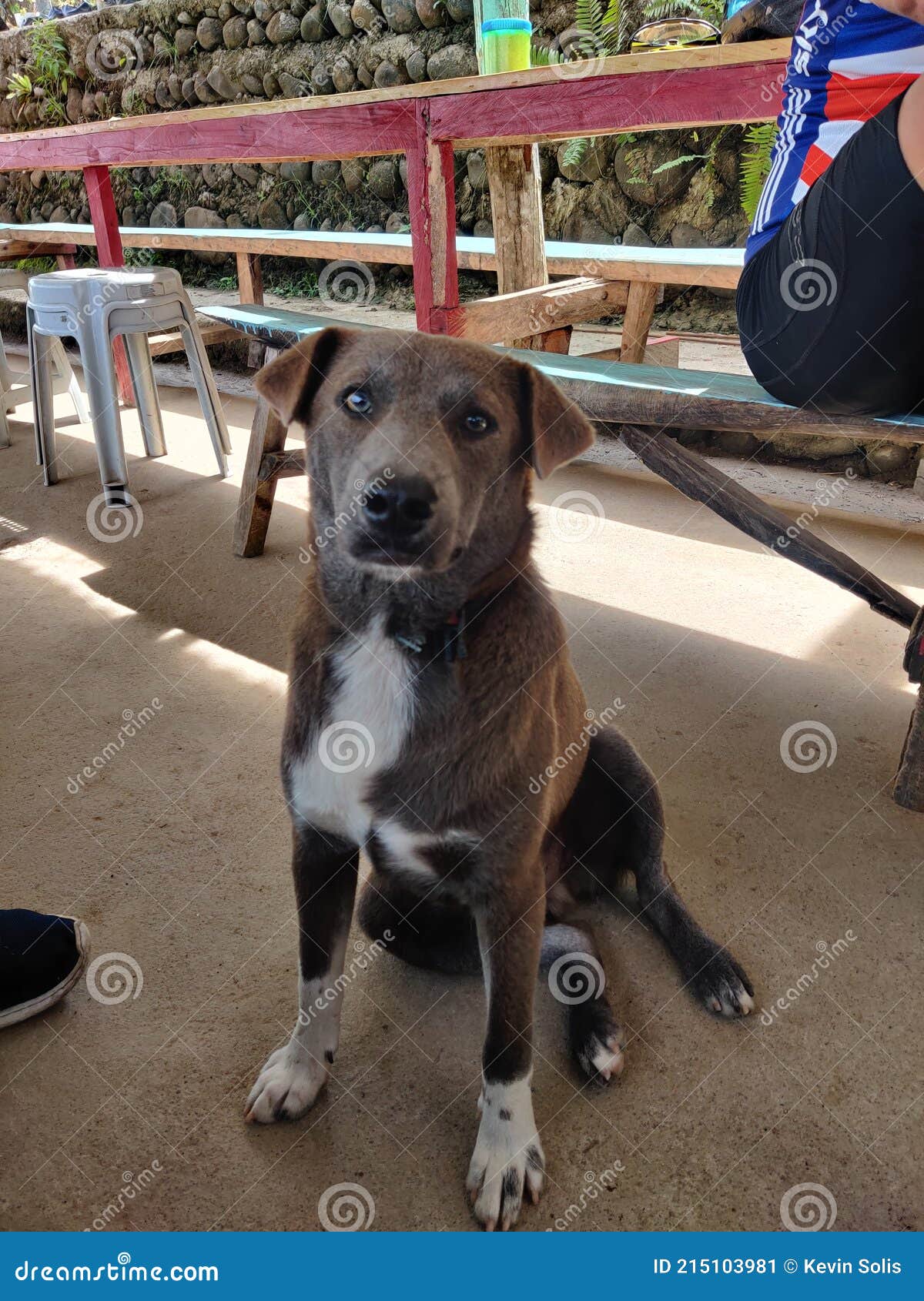 Perro pidiendo comida imagen de archivo. Imagen de ropa - 215103981