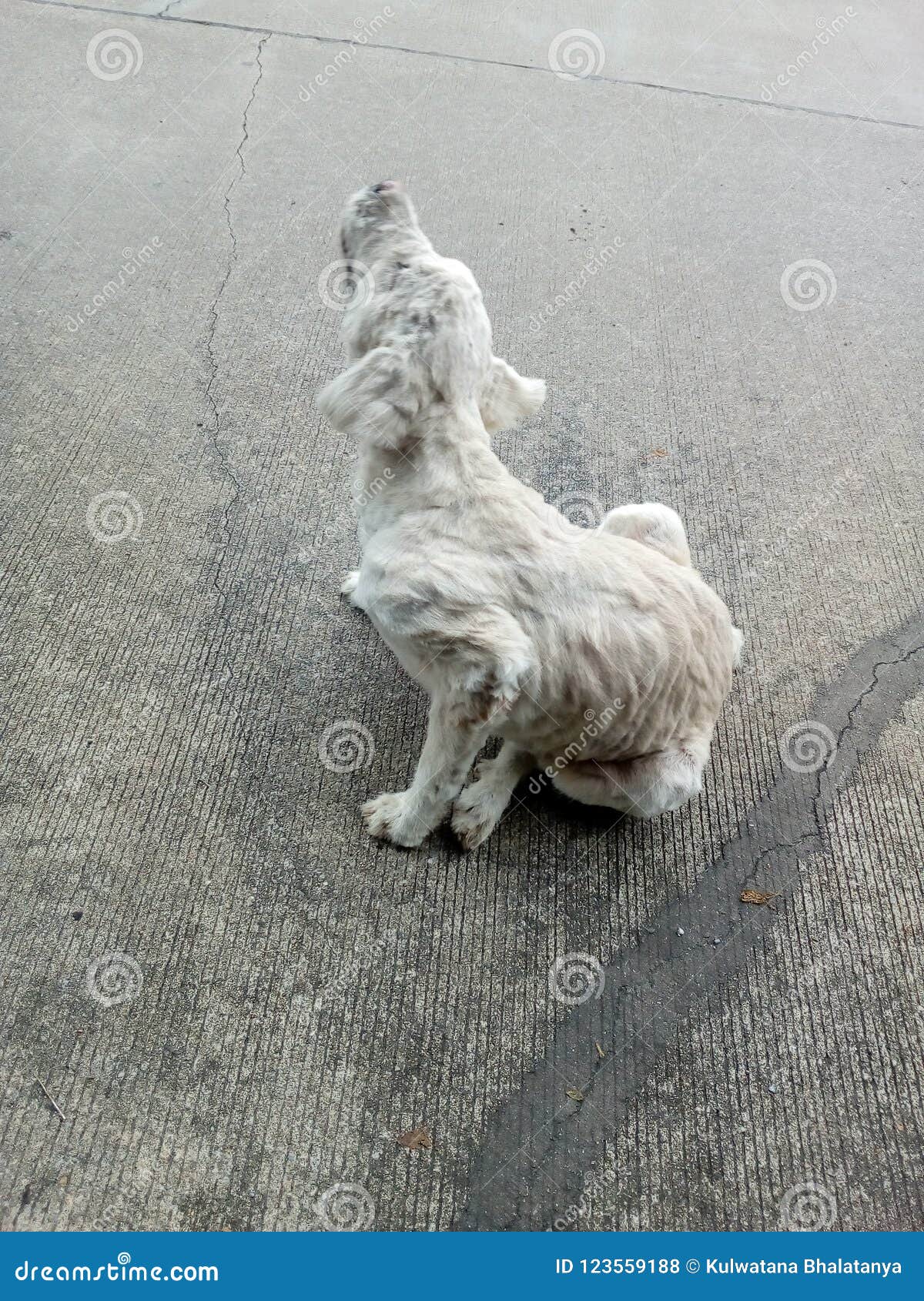 Perro pobre foto de archivo. Imagen de calle, pobre - 123559188