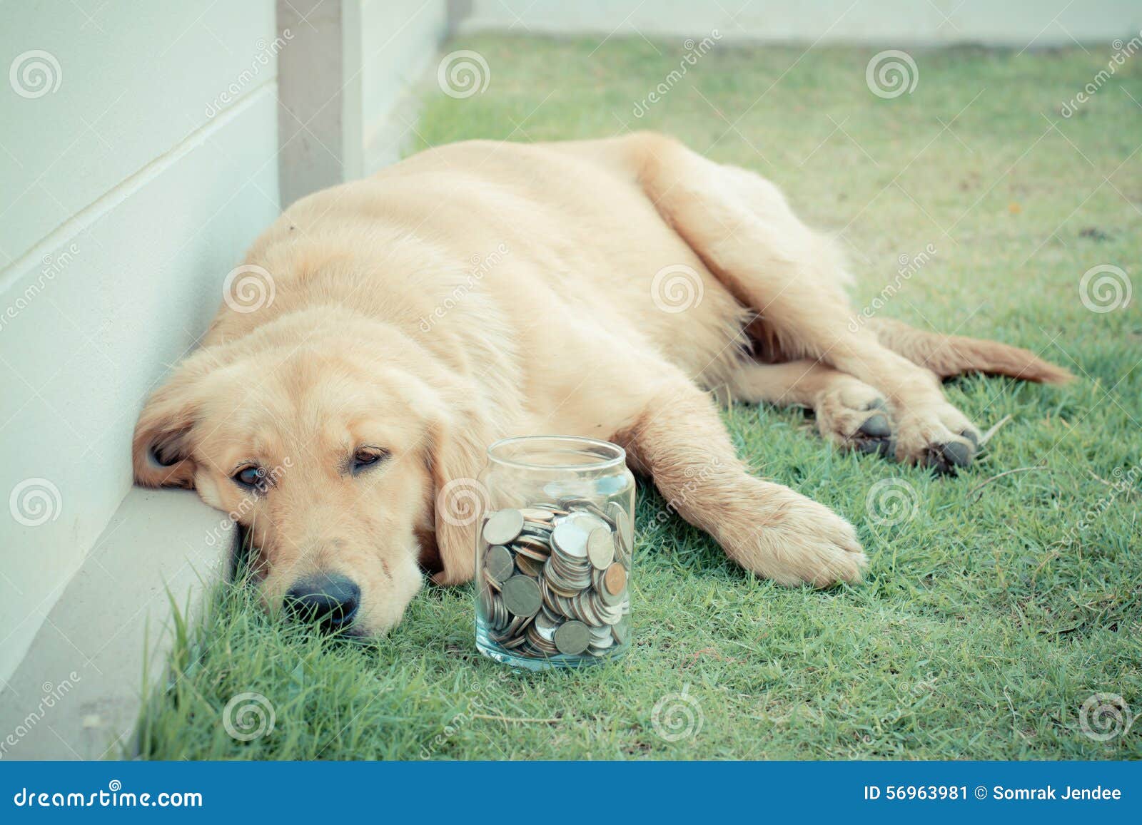 Perro pobre imagen de archivo. Imagen de finanzas, centavo - 56963981