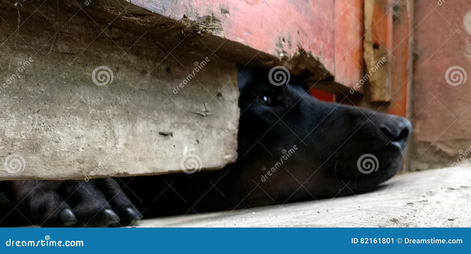 Perro pobre imagen de archivo. Imagen de pobre, sima - 82161801